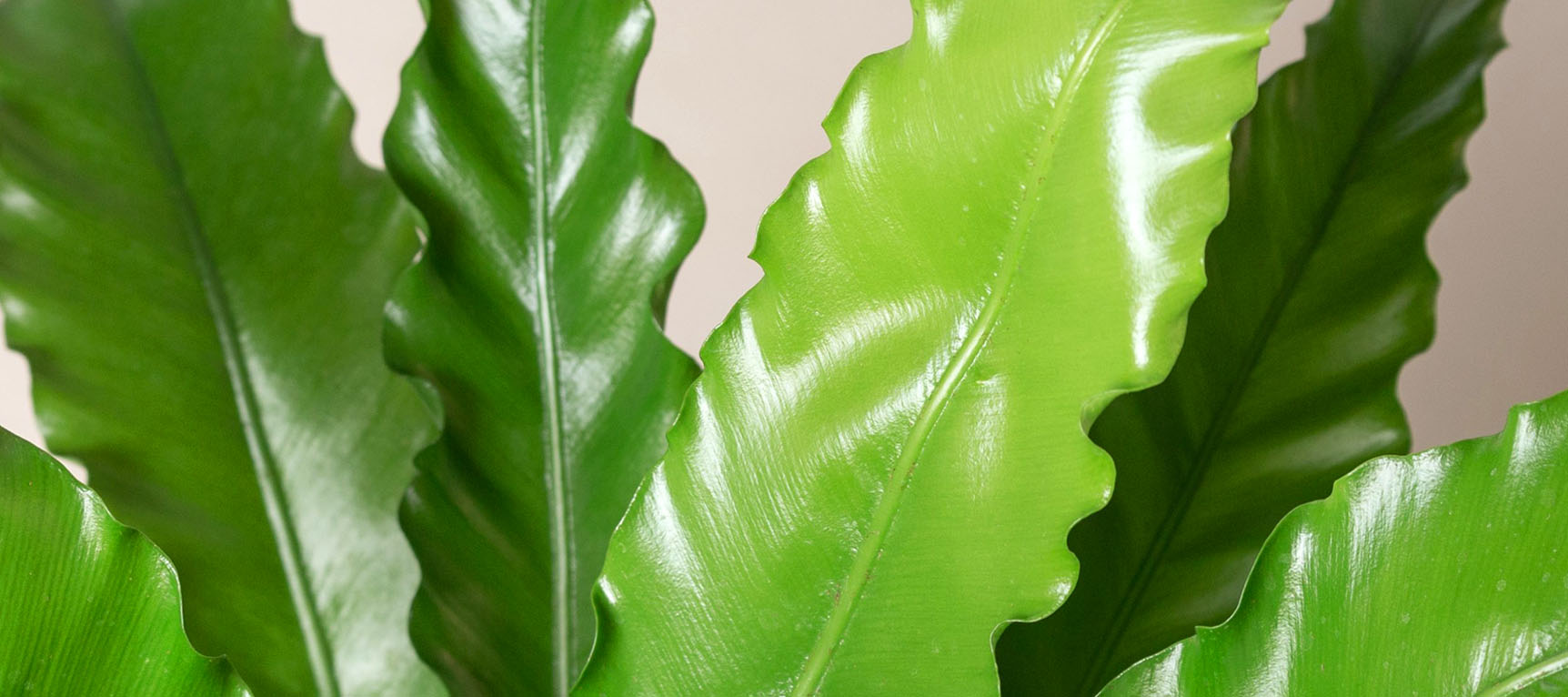 Osaka Bird's Nest Fern
