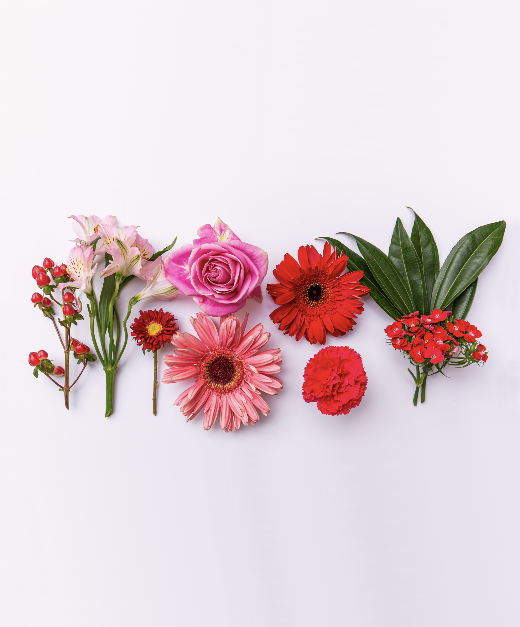 Velvet Blush | BloomsyBox