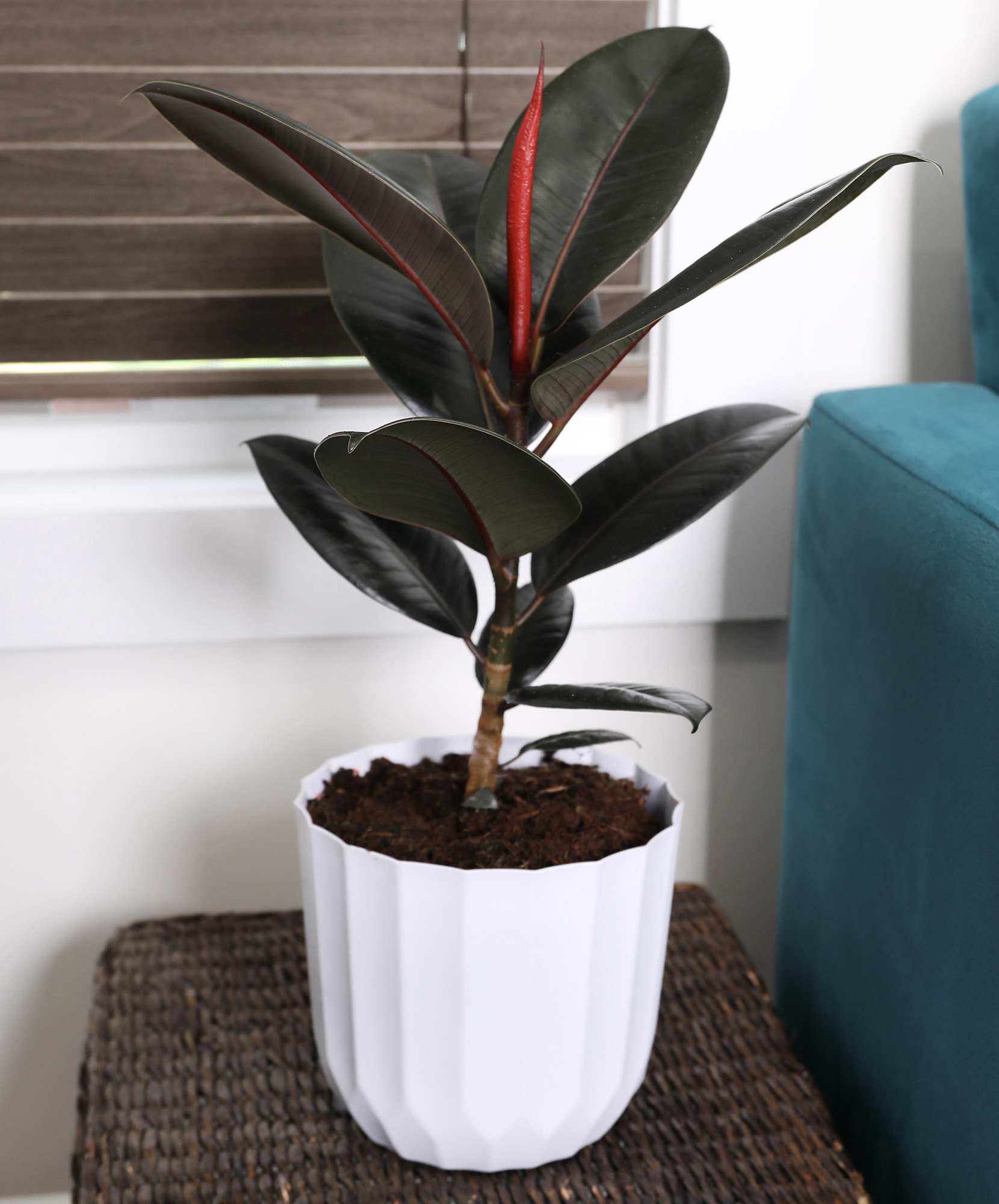 Large Ficus Burgundy
