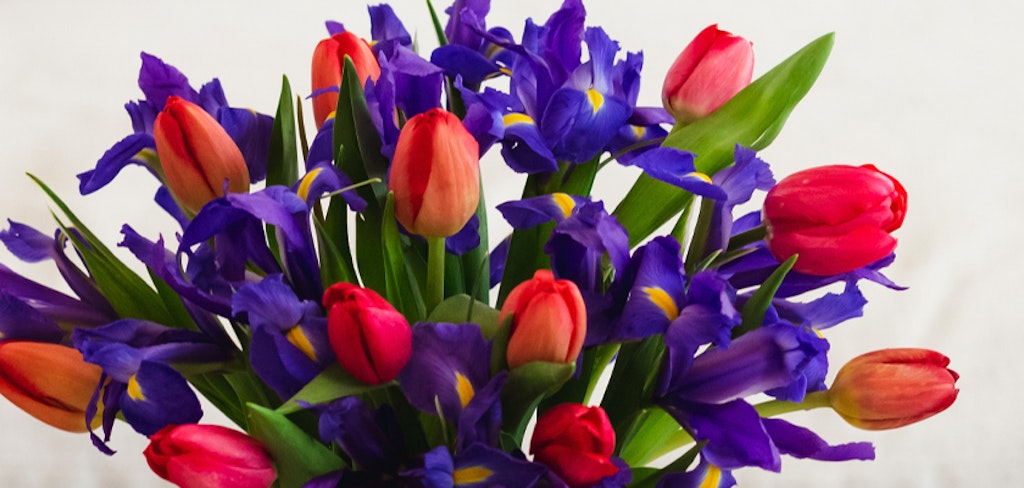 Exploring Japanese Flowers: Symbolism and Cultural Meaning