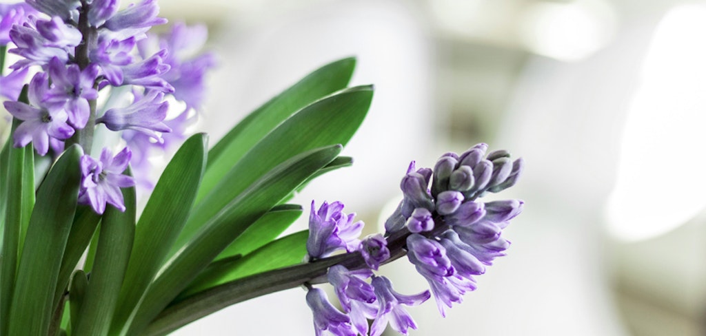 Hyacinth: Origins, Symbolism, and Colors