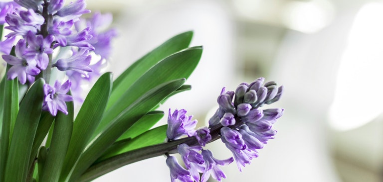 Hyacinth: Origins, Symbolism, and Colors