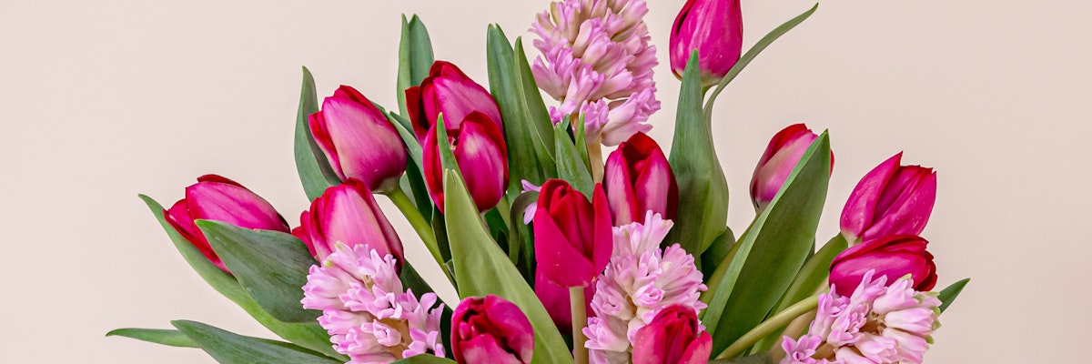Hyacinth: Origins, Symbolism, and Colors