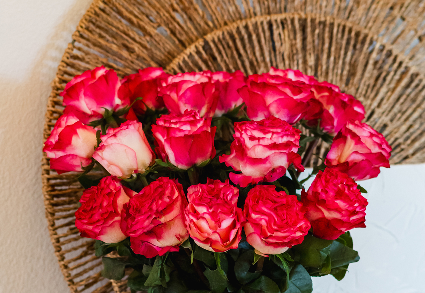 Enchantment Rose