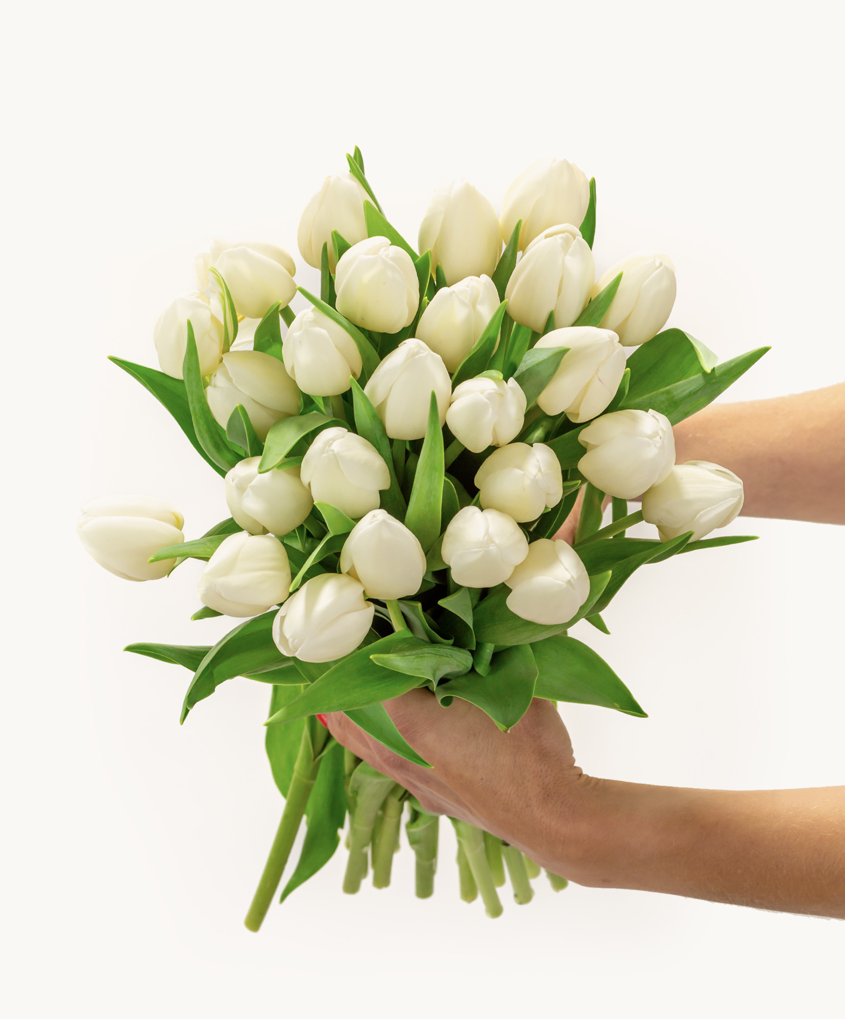 Pure White Tulips Bouquet | BloomsyBox