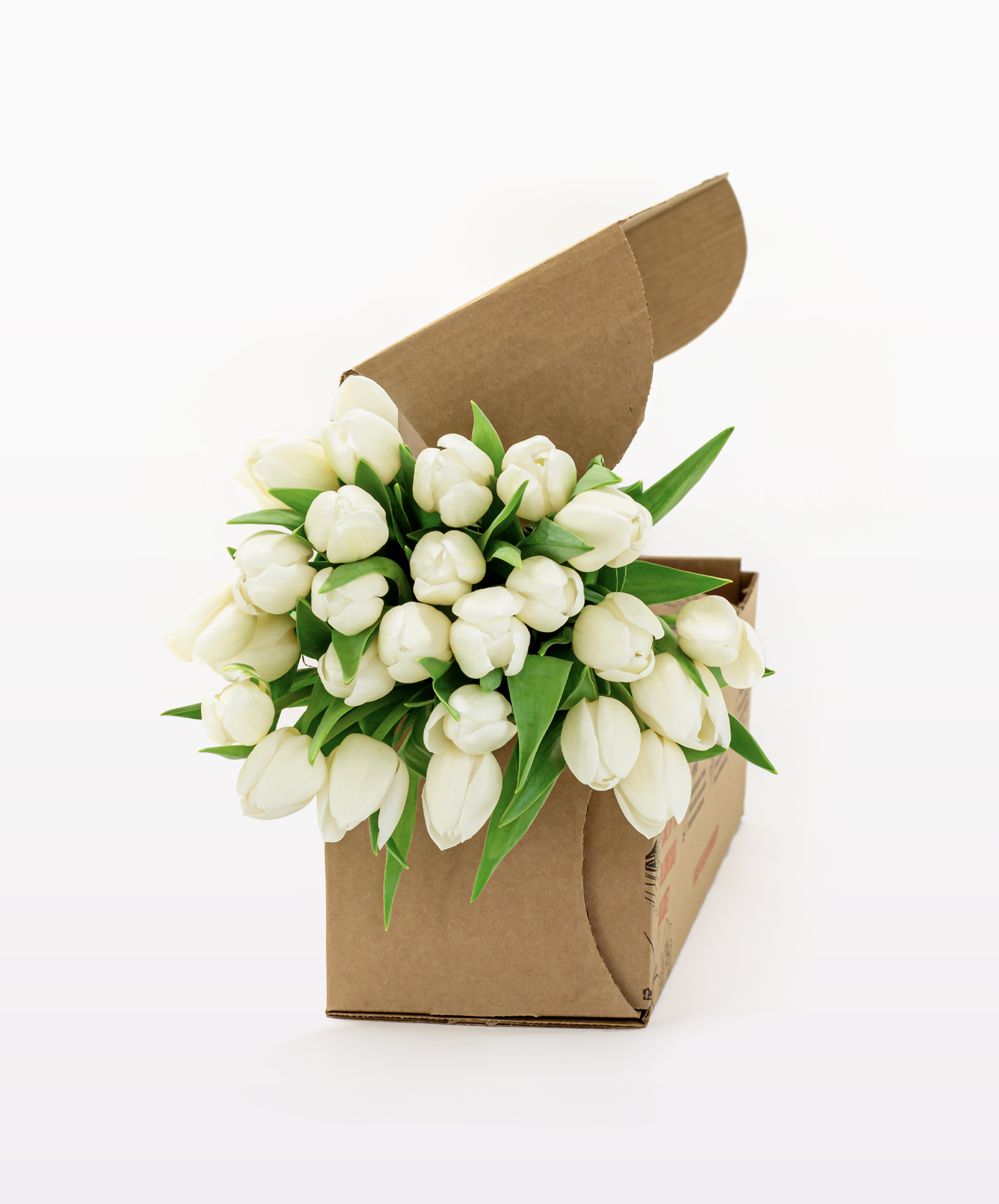 Pure White Tulips Bouquet | BloomsyBox