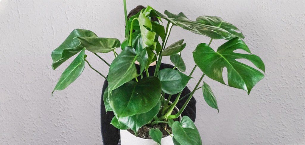 Mastering Monstera Care: Thriving Tips from BloomsyBox
