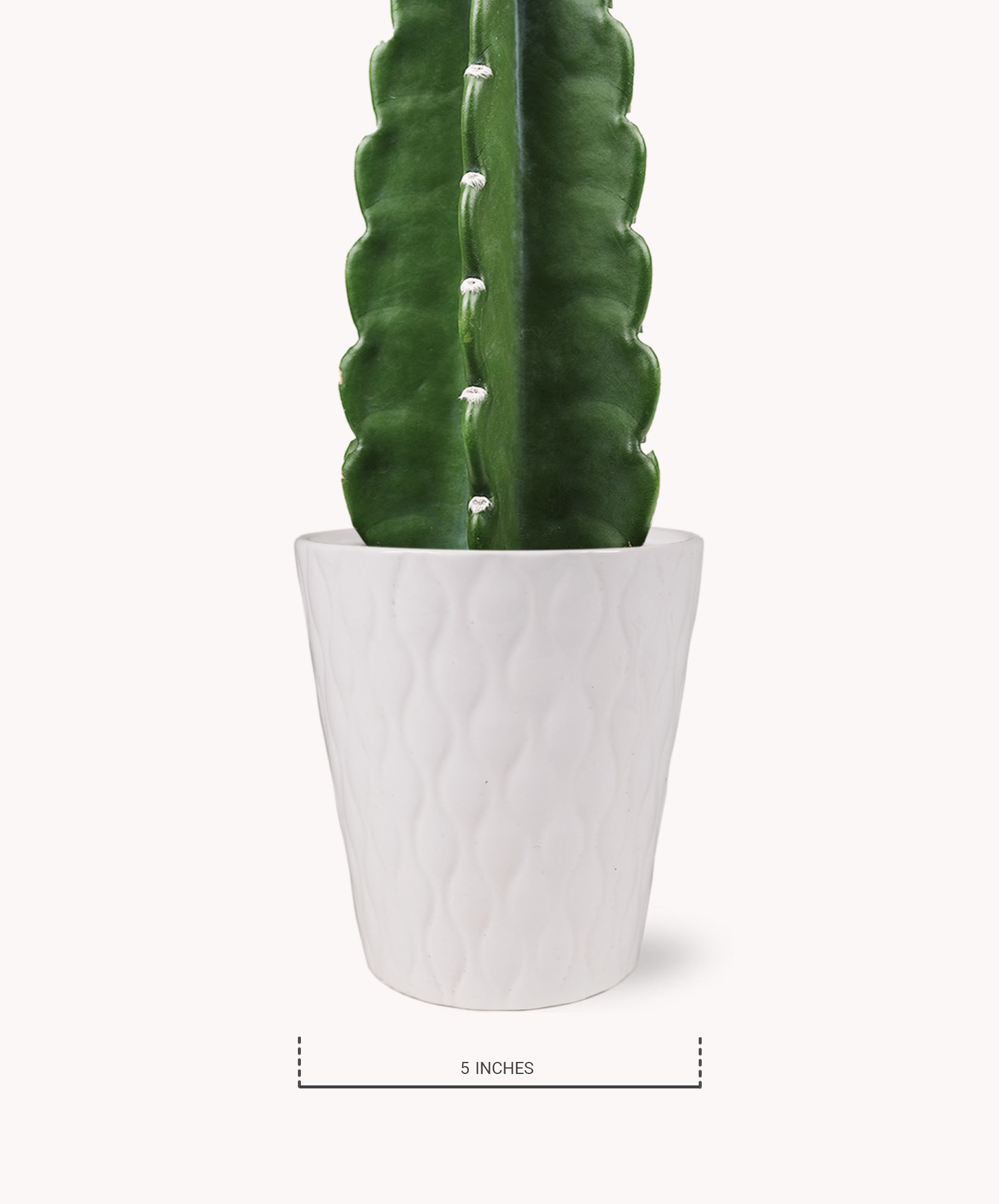 Cuddly Cactus