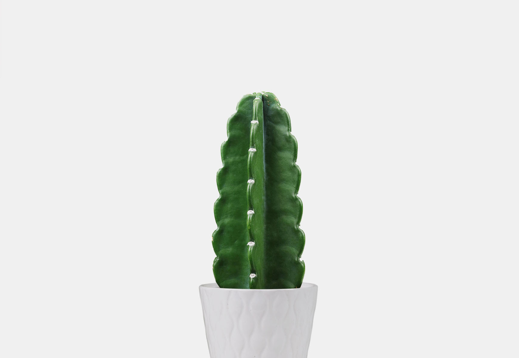 Cuddly Cactus