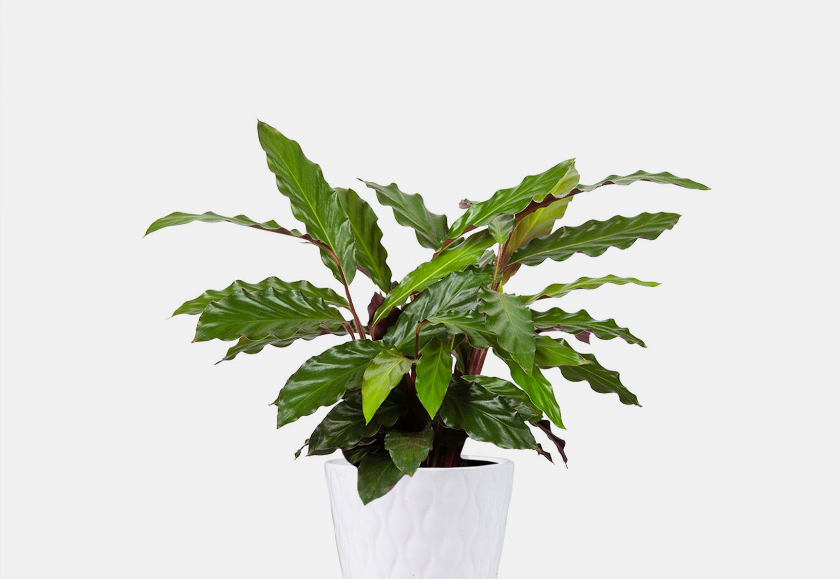 Calathea Wavestar