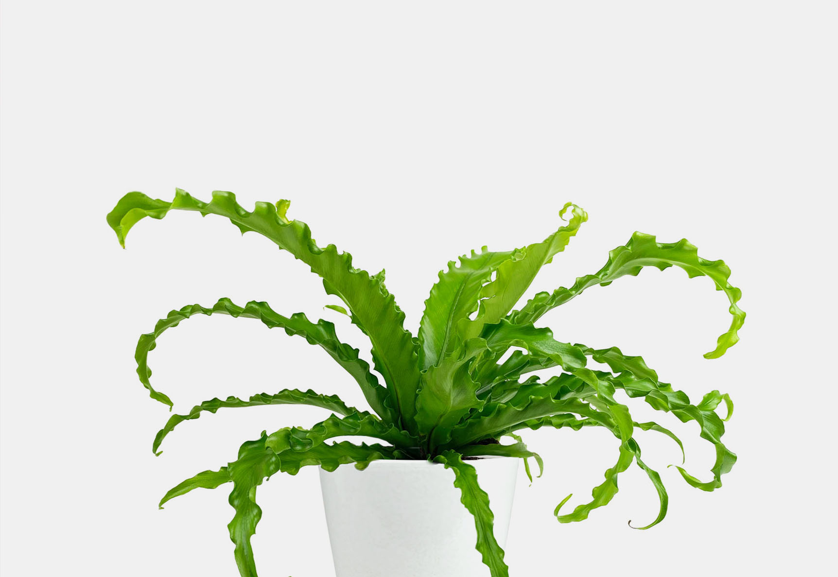 Osaka Bird’s Nest Fern - Lush Green Foliage | BloomsyBox