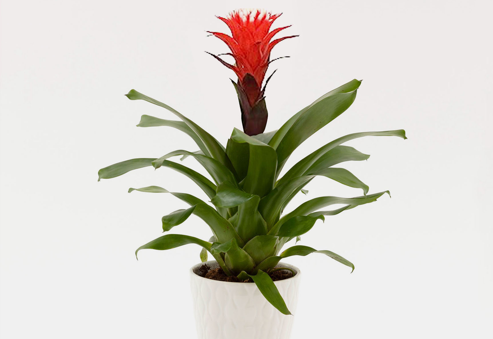 Red Guzmania Hope