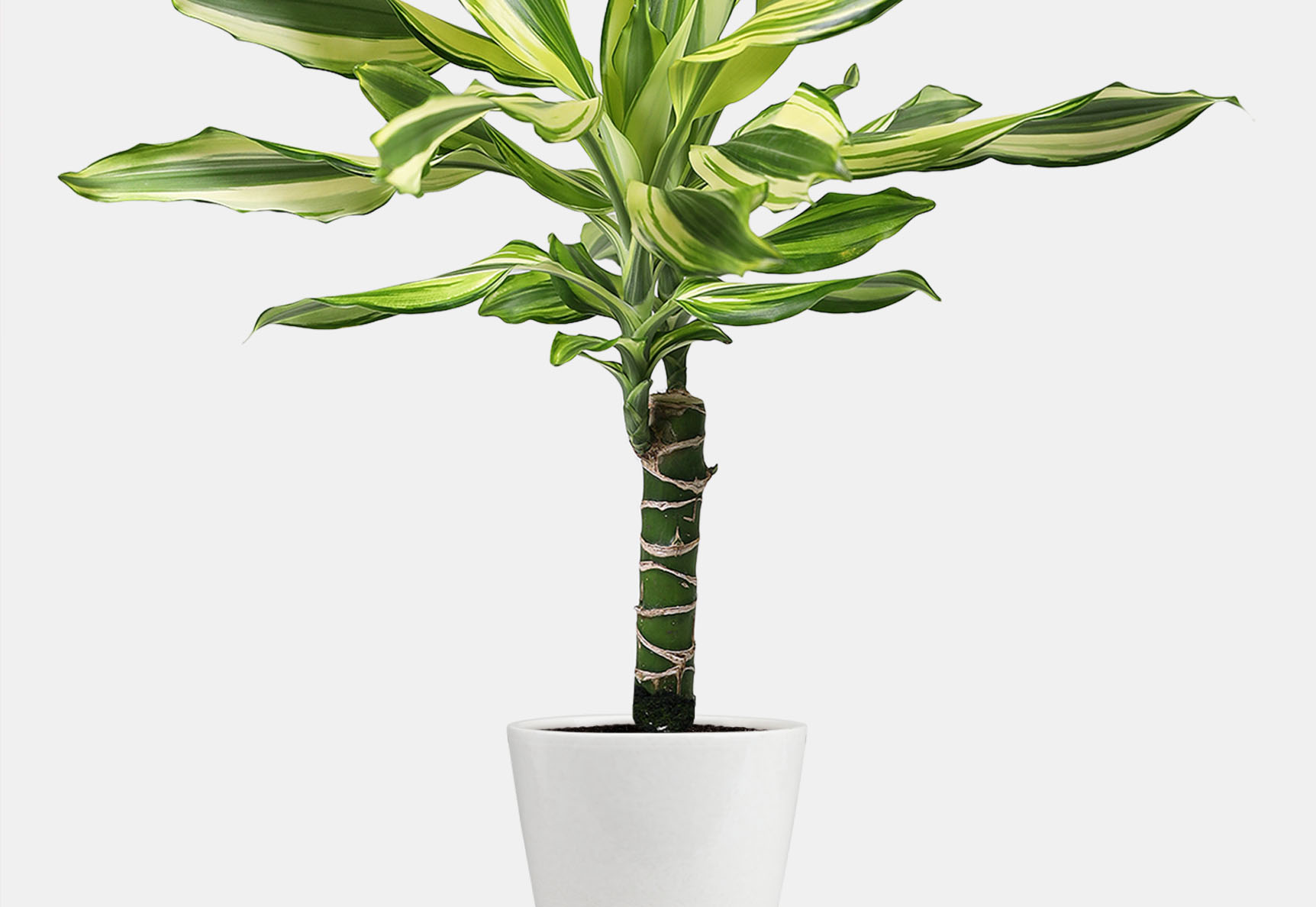 Yellow Star Dracaena - Easy Care Indoor Plant | BloomsyBox