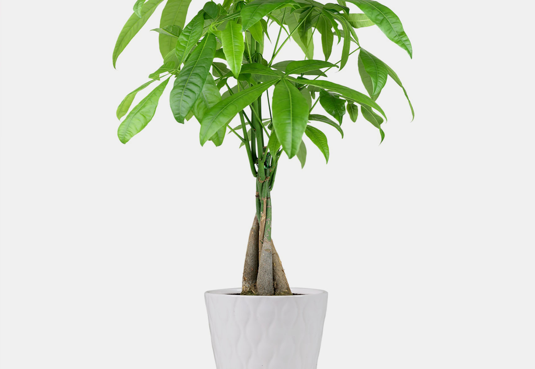 Money Tree Plant for Prosperity - Perfect Beginner & Housewarming Gift