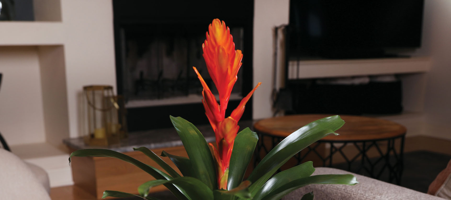 Orange Bromeliad - Vibrant Tropical Plant | BloomsyBox