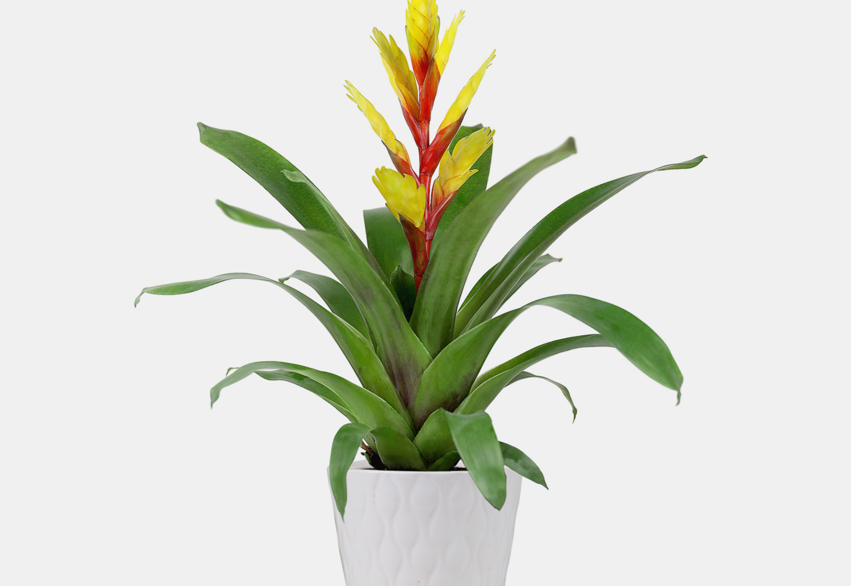 Grow Vibrant Sunshine Bromeliads - Add Color & Beauty to Your Garden