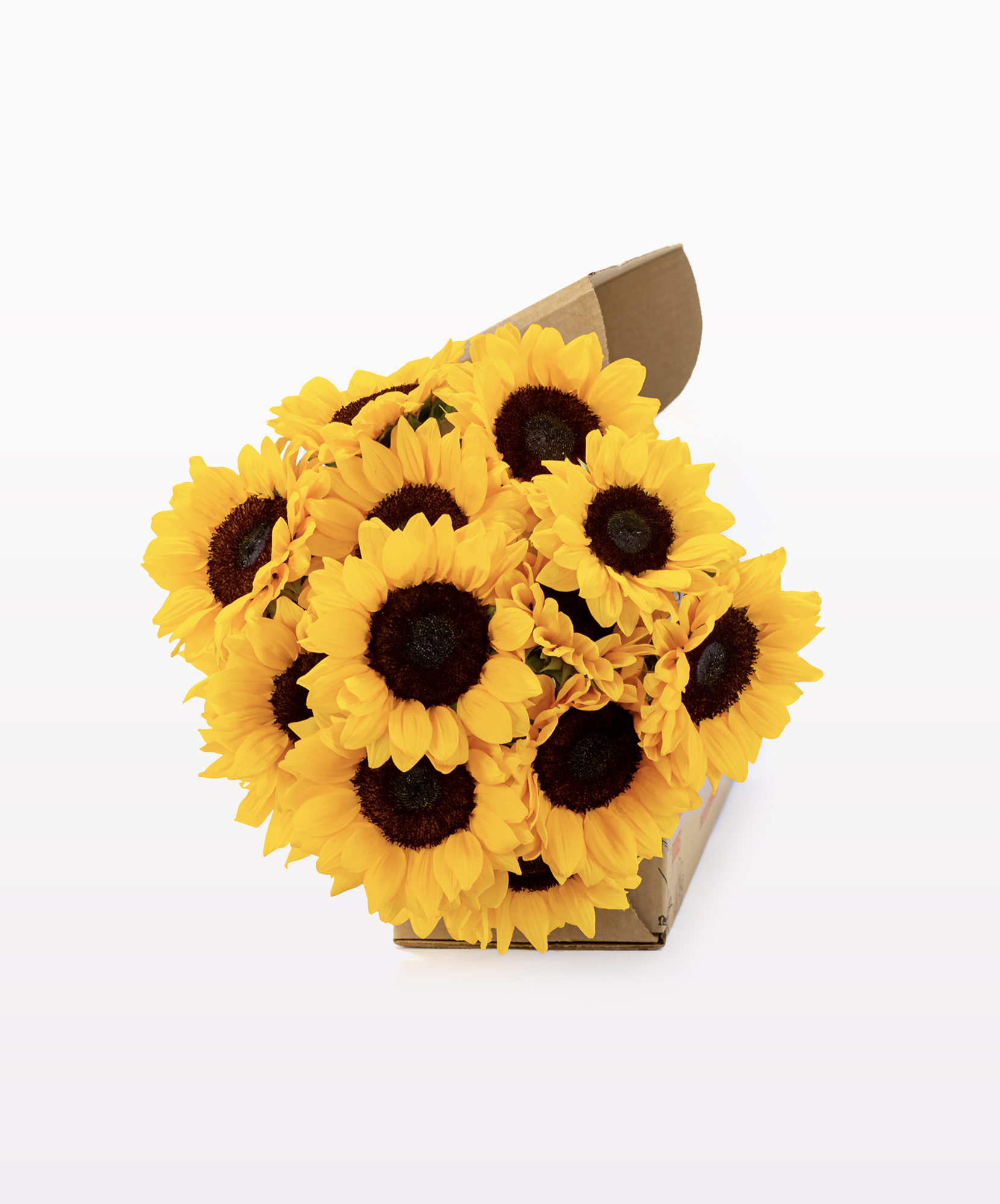 Sunflower Delivery | Flowers Delivery | BloomsyBox