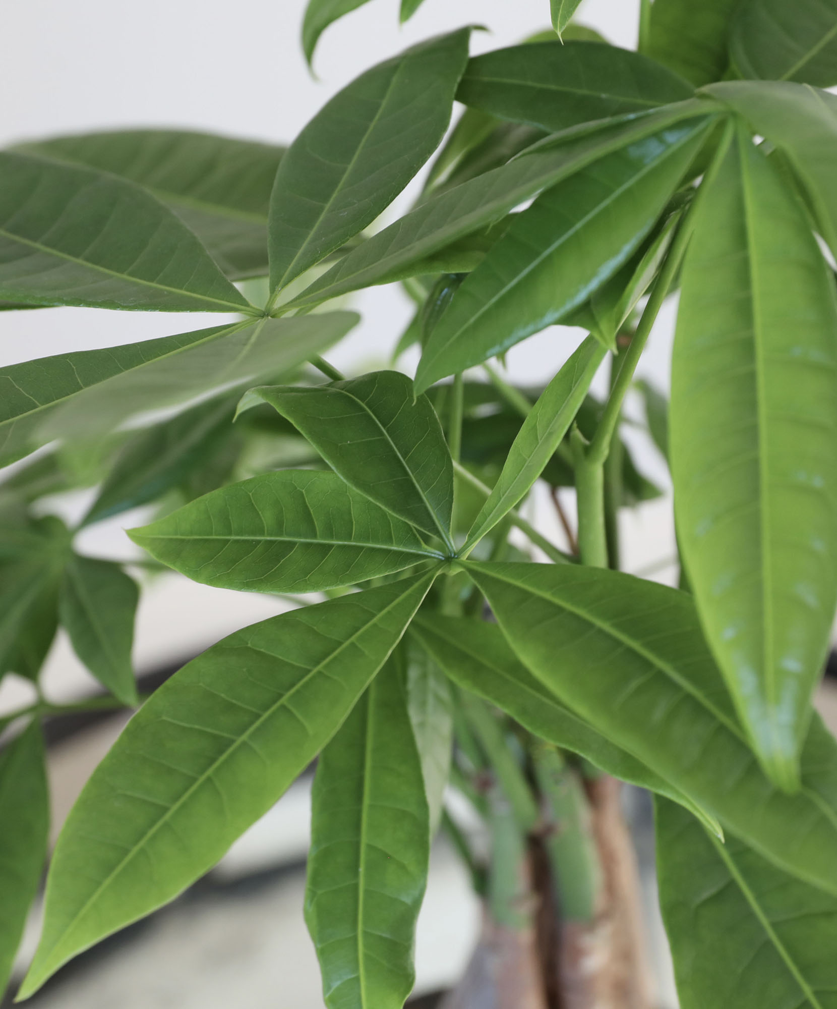 Money Tree | Grow Prosperity | BloomsyBox