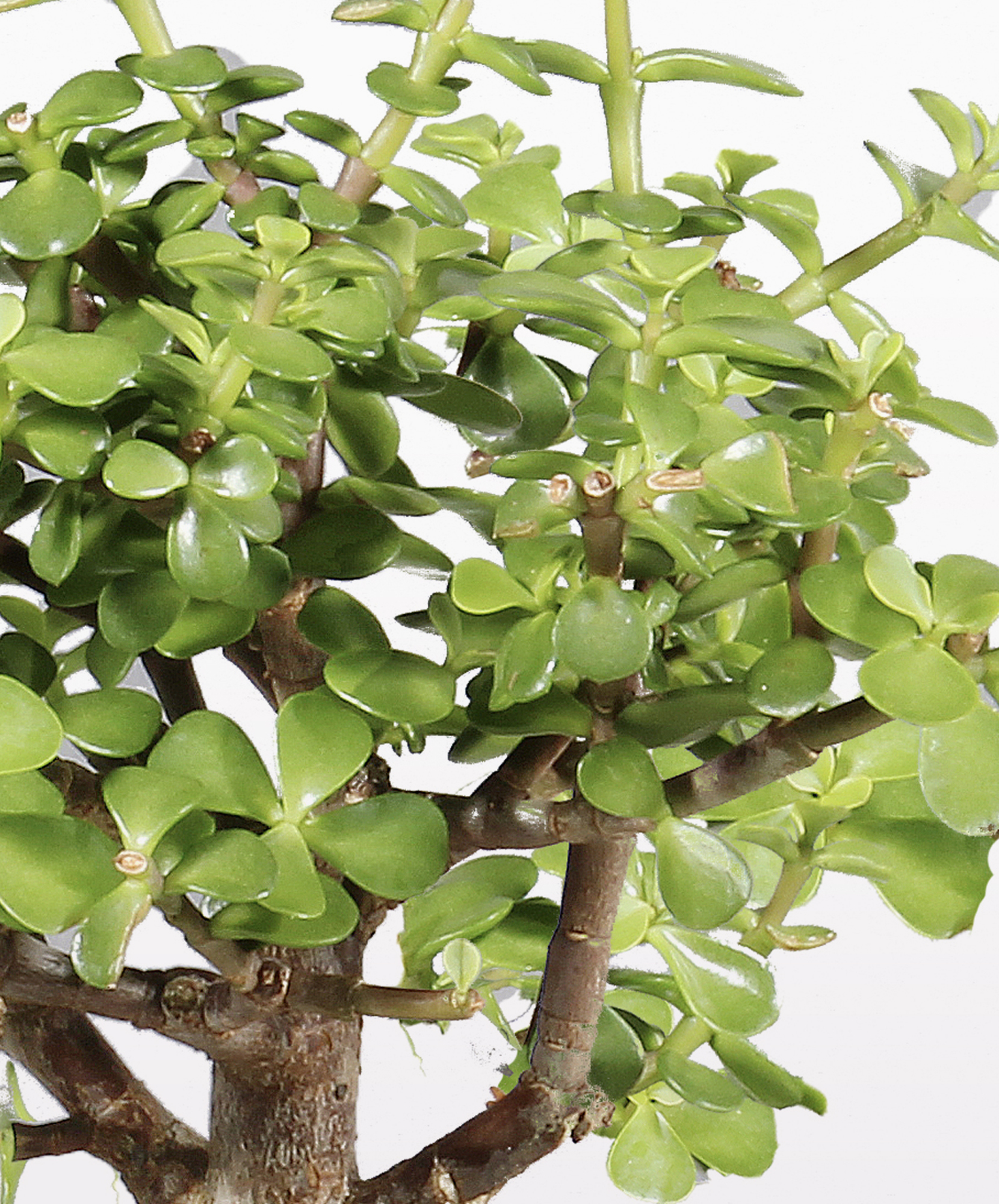 Dwarf Jade