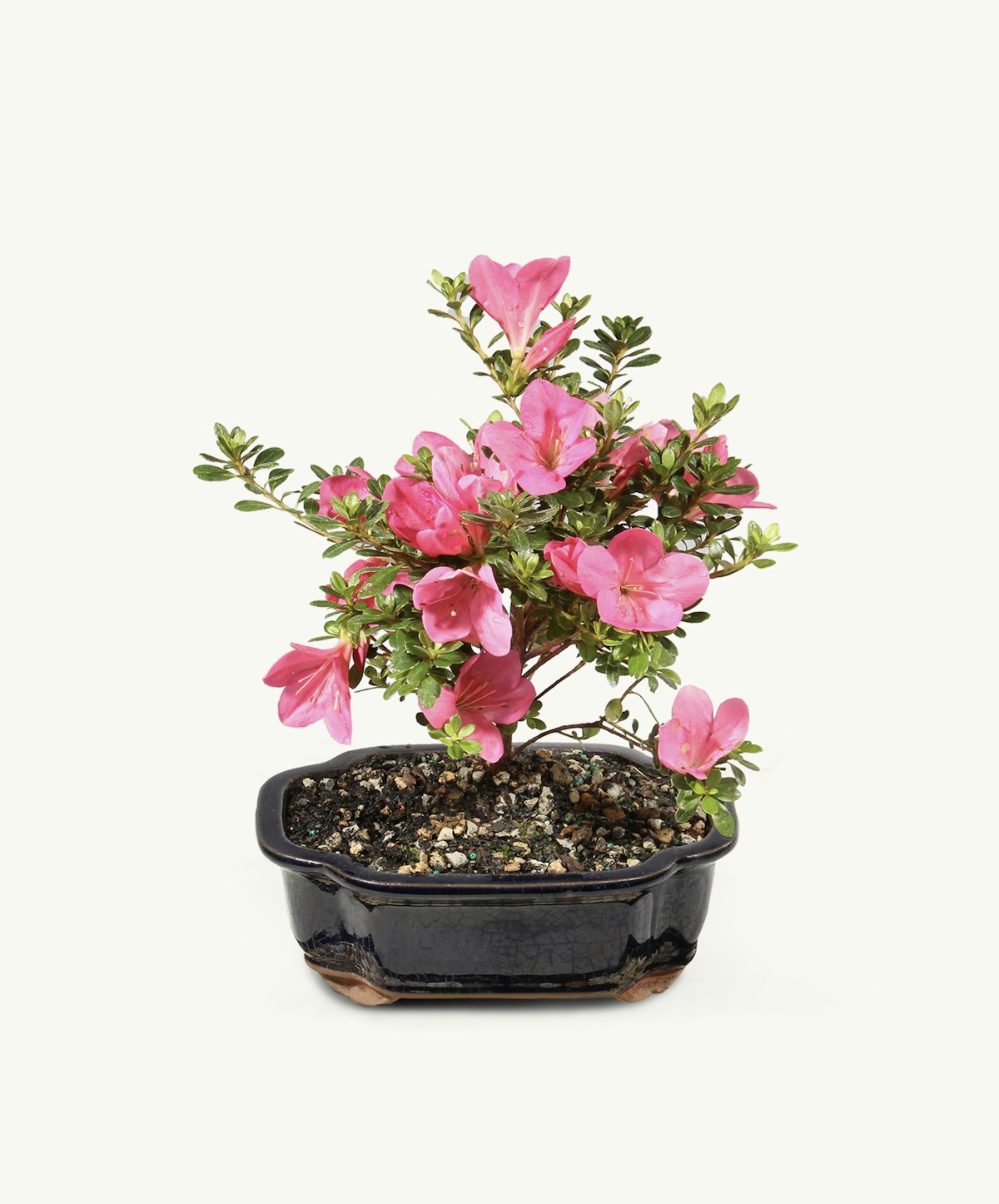 Satsuki Azalea Medium | Refined Floral Style | BloomsyBox