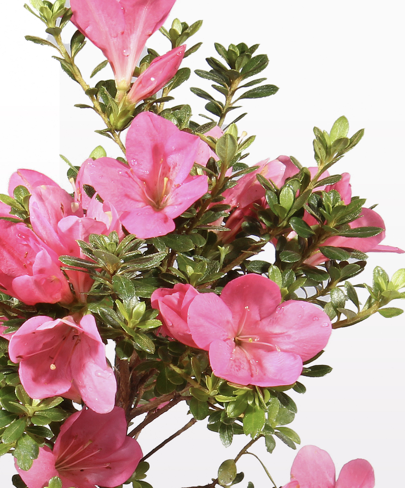 Satsuki Azalea Medium | Refined Floral Style | BloomsyBox