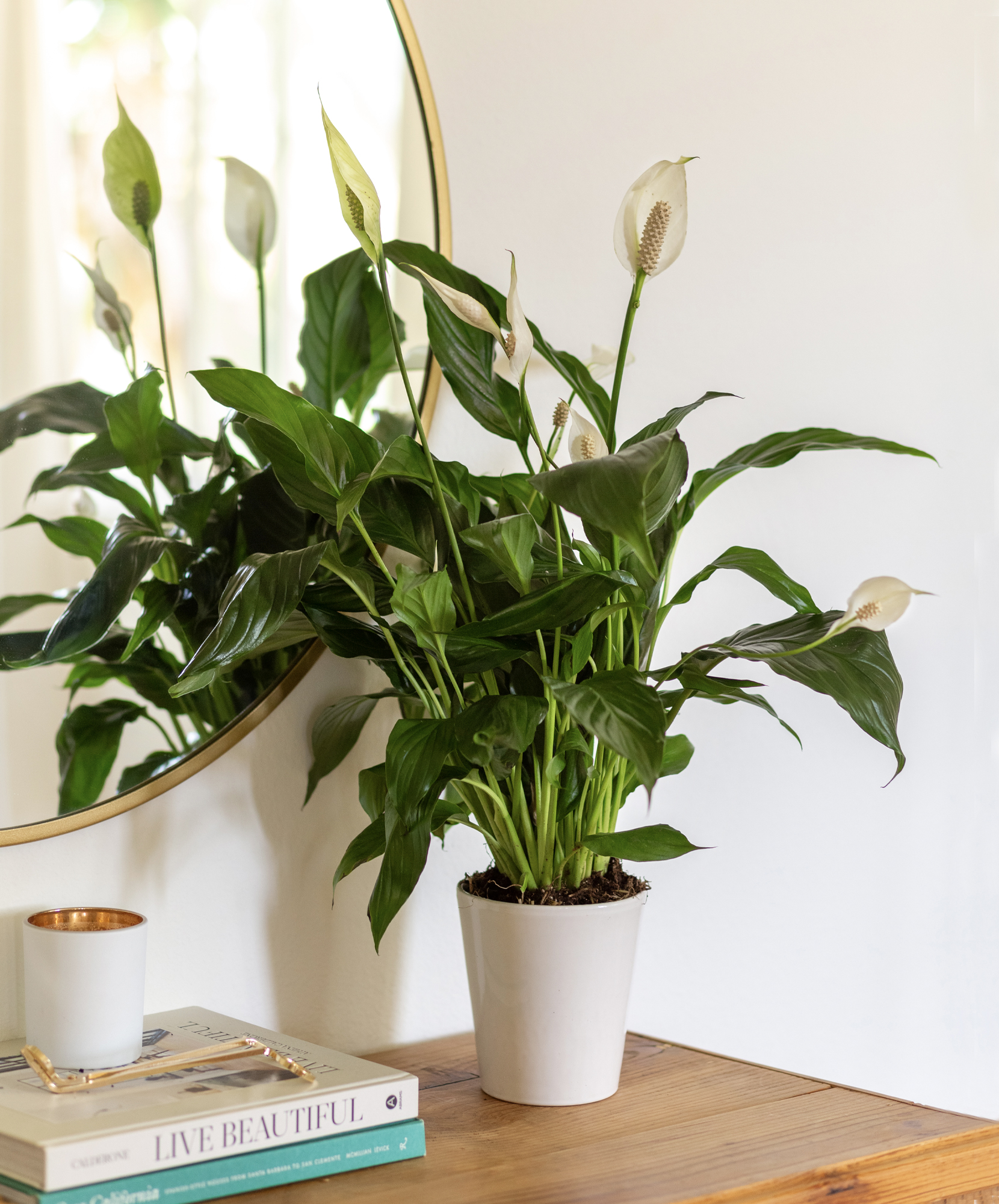 Peace Lily
