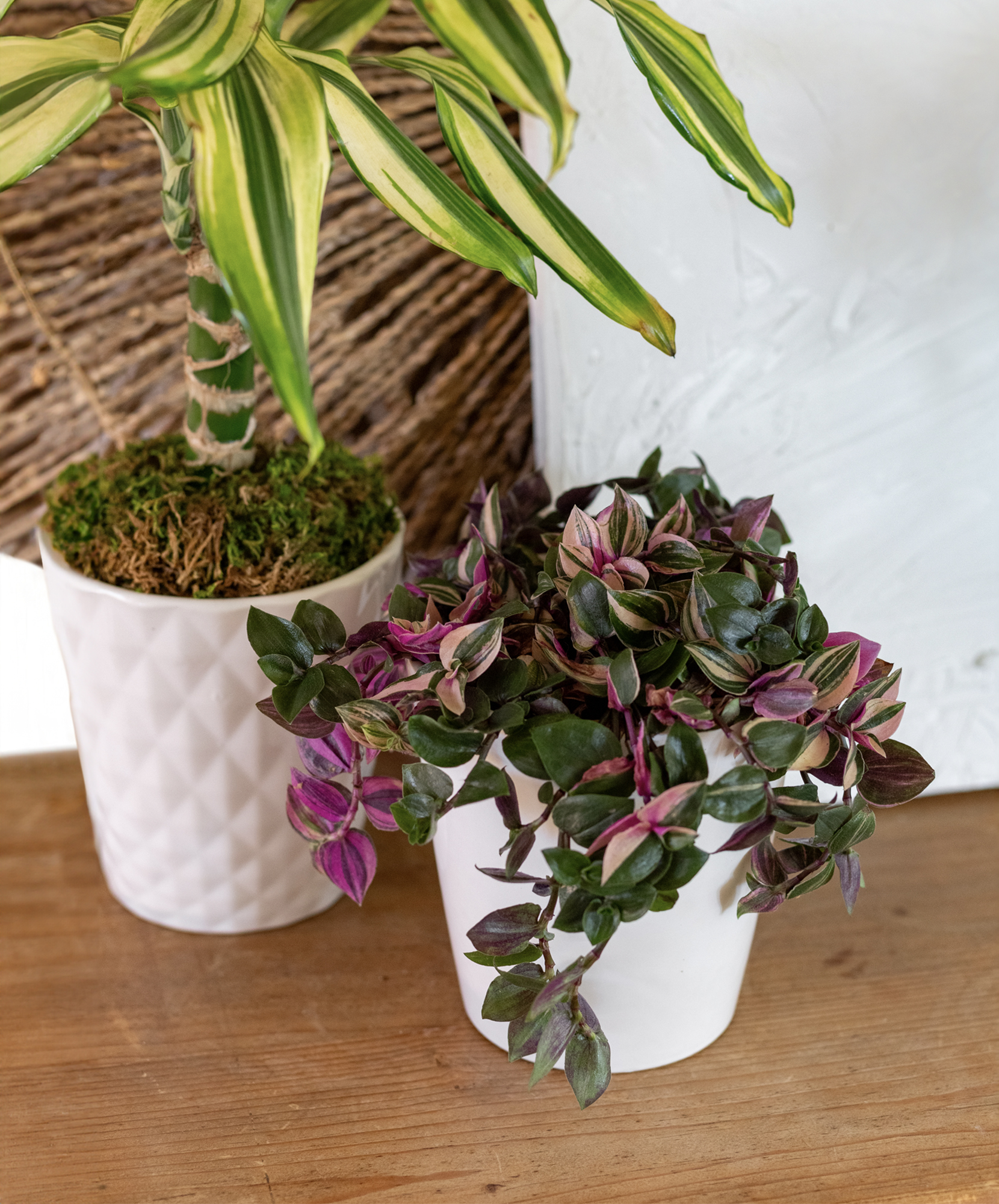 Plant Subscription Box - Monthly Houseplant Delivery