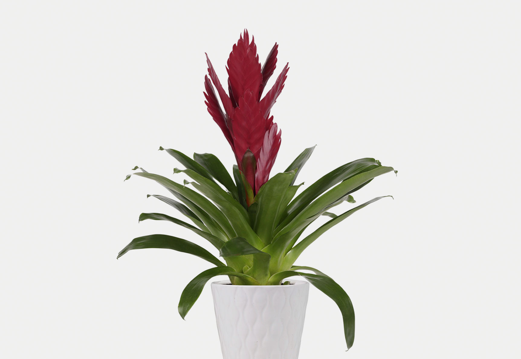 Purple and Maroon Bromeliad