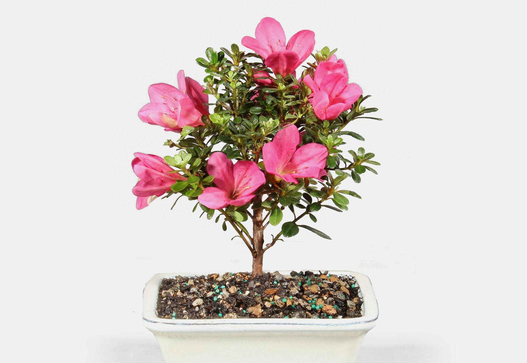 Satsuki Azalea - Bonsai Flowering Tree | BloomsyBox