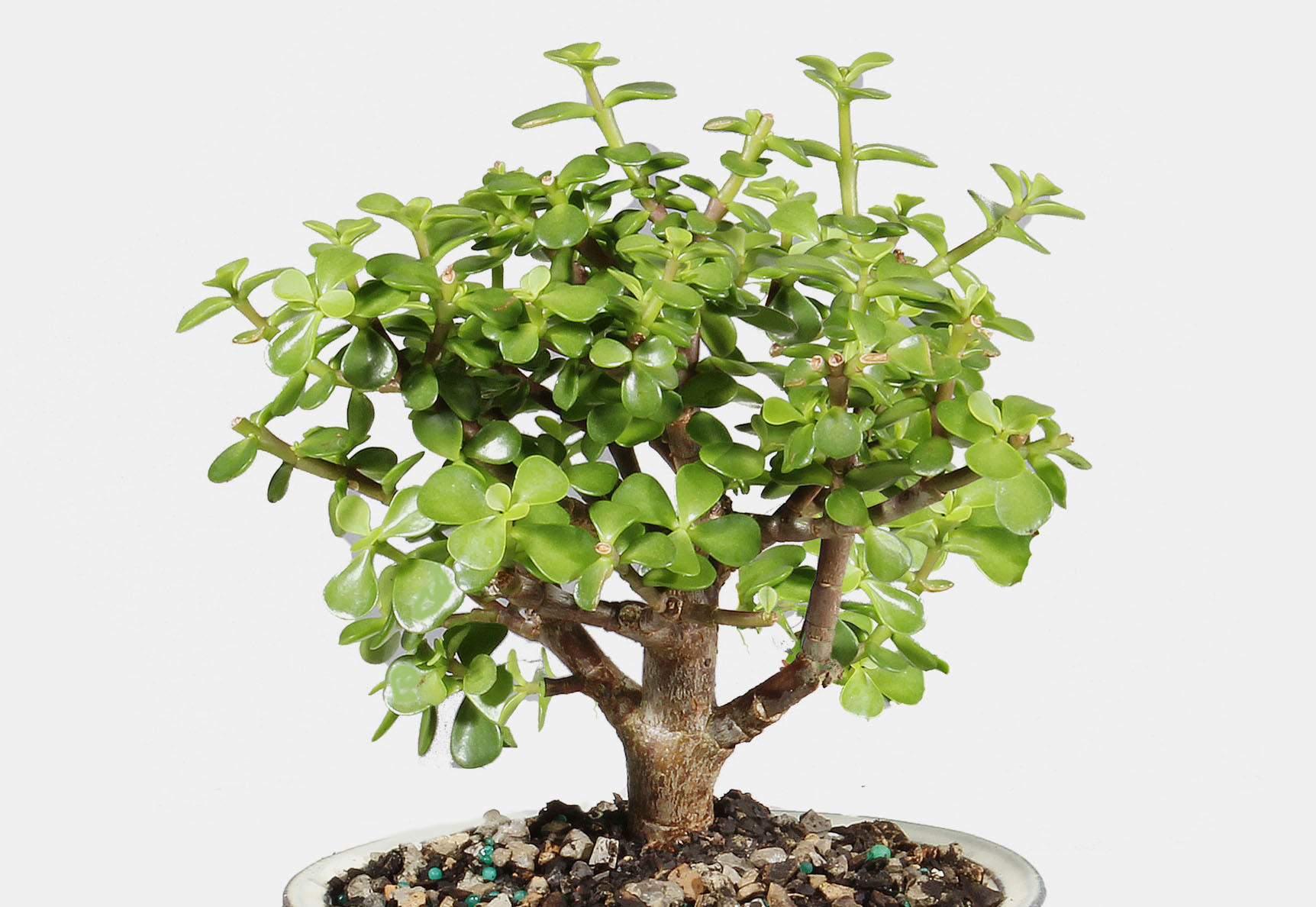 Dwarf Jade - Bonsai Style Plant | BloomsyBox