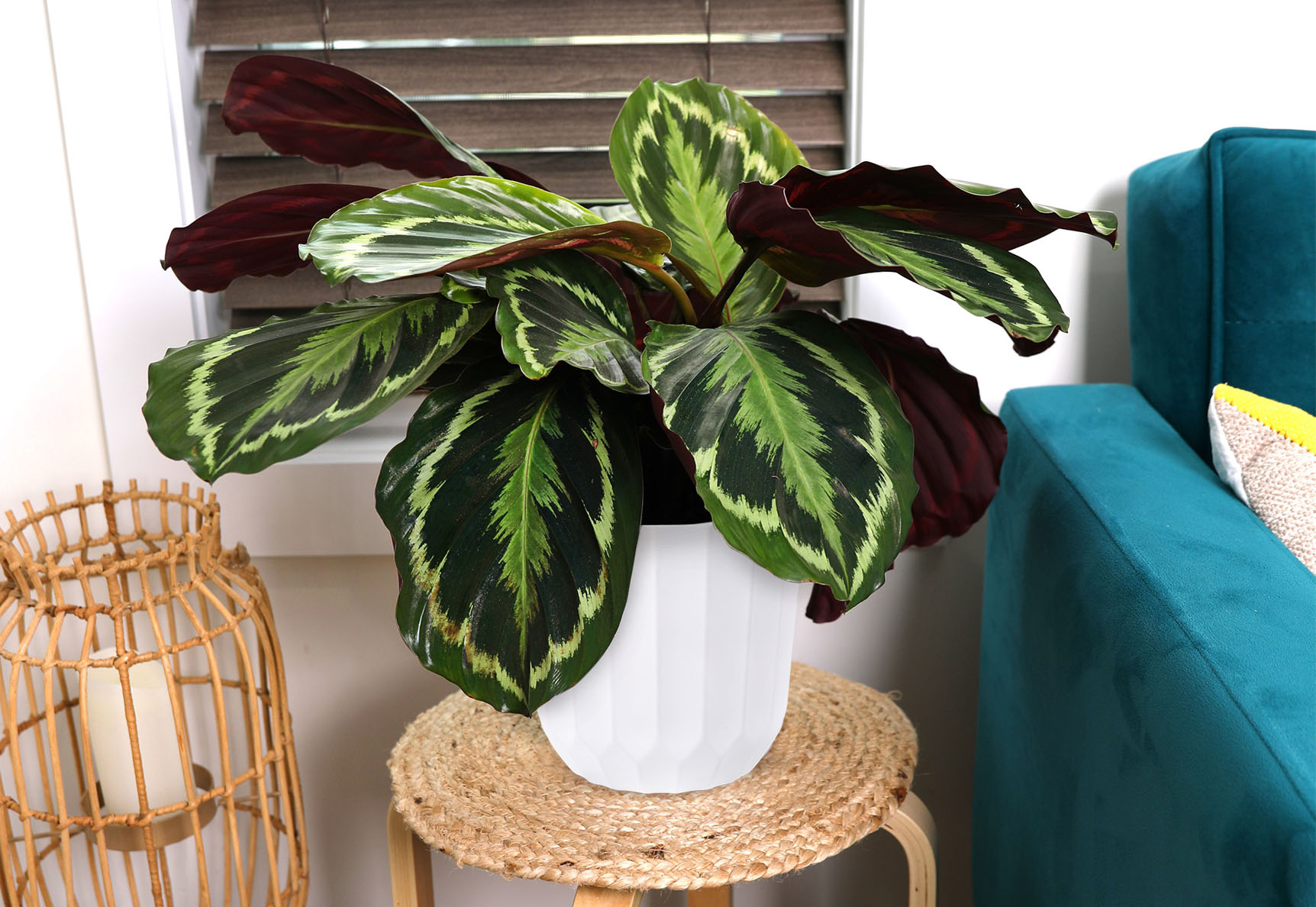 Large Calathea Medallion