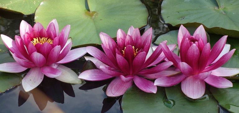 National Flowers by Country | Symbolic Blooms Guide