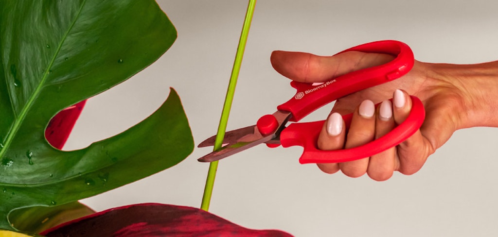 Flower Care Tips for Fresh Blooms | BloomsyBox