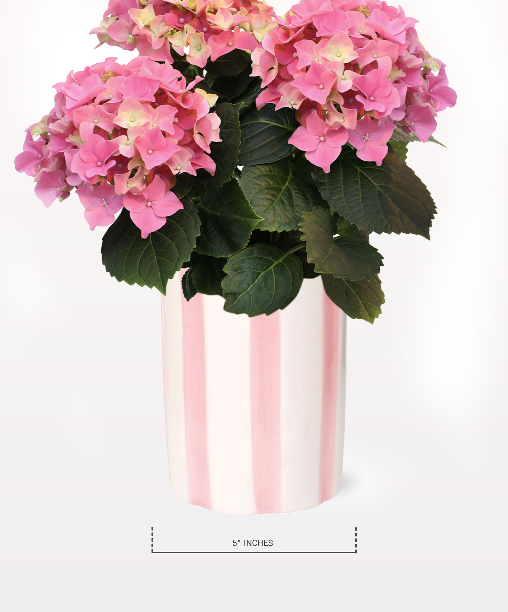 Pretty in Pink Hydrangea
