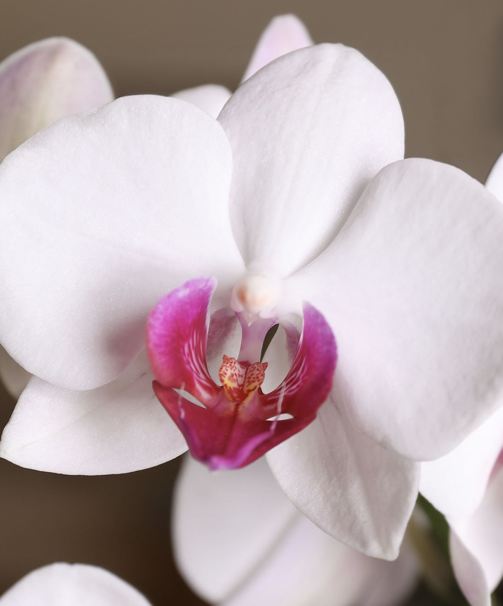 Eye of the Beholder Orchid
