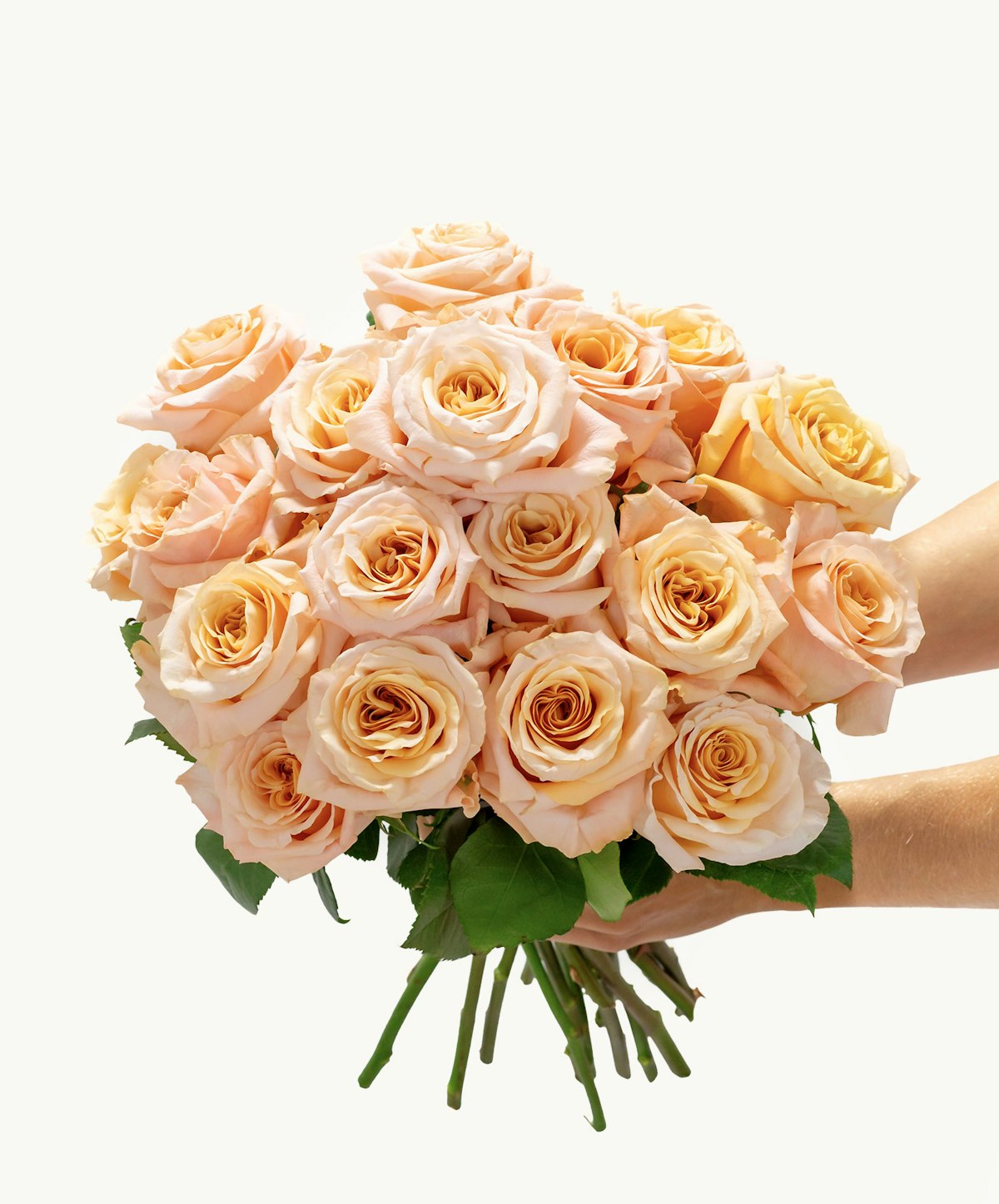 Shimmer Rose