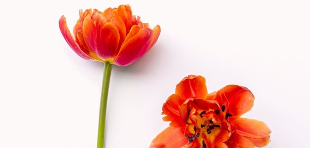 Your Complete Guide to Growing Tulips Indoors with Expert Tips