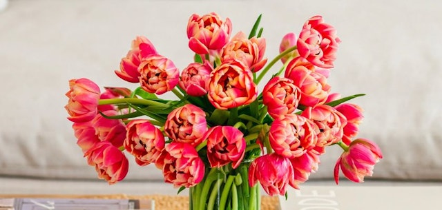 Your Complete Guide to Growing Tulips Indoors with Expert Tips