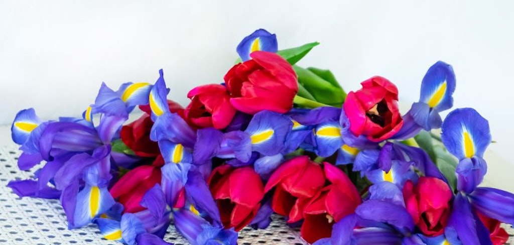 Easy Tulip Bulb Storage: Step-by-Step Guide