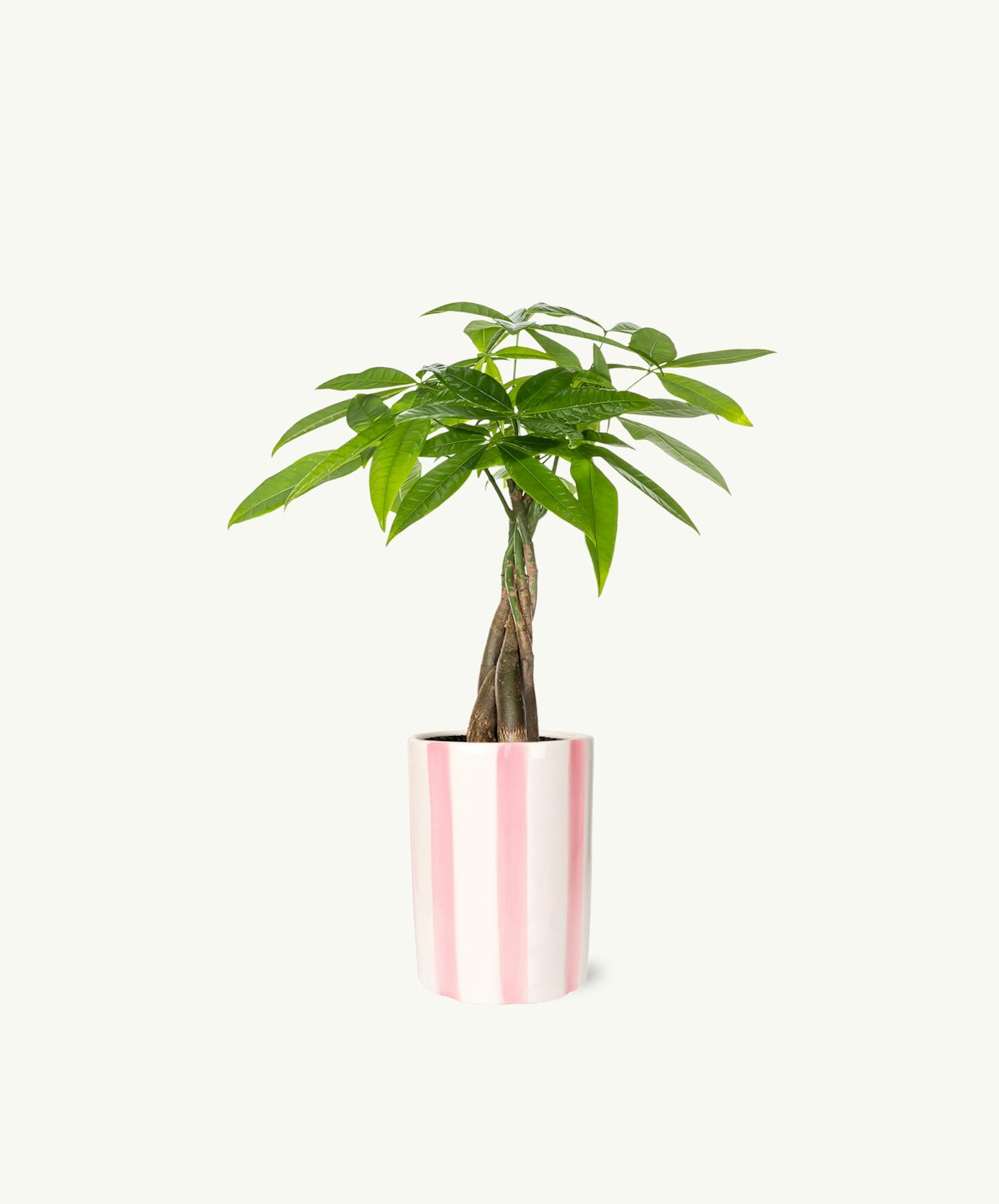 Money Tree Singapore in Pink Stripe Pot | BloomsyBox