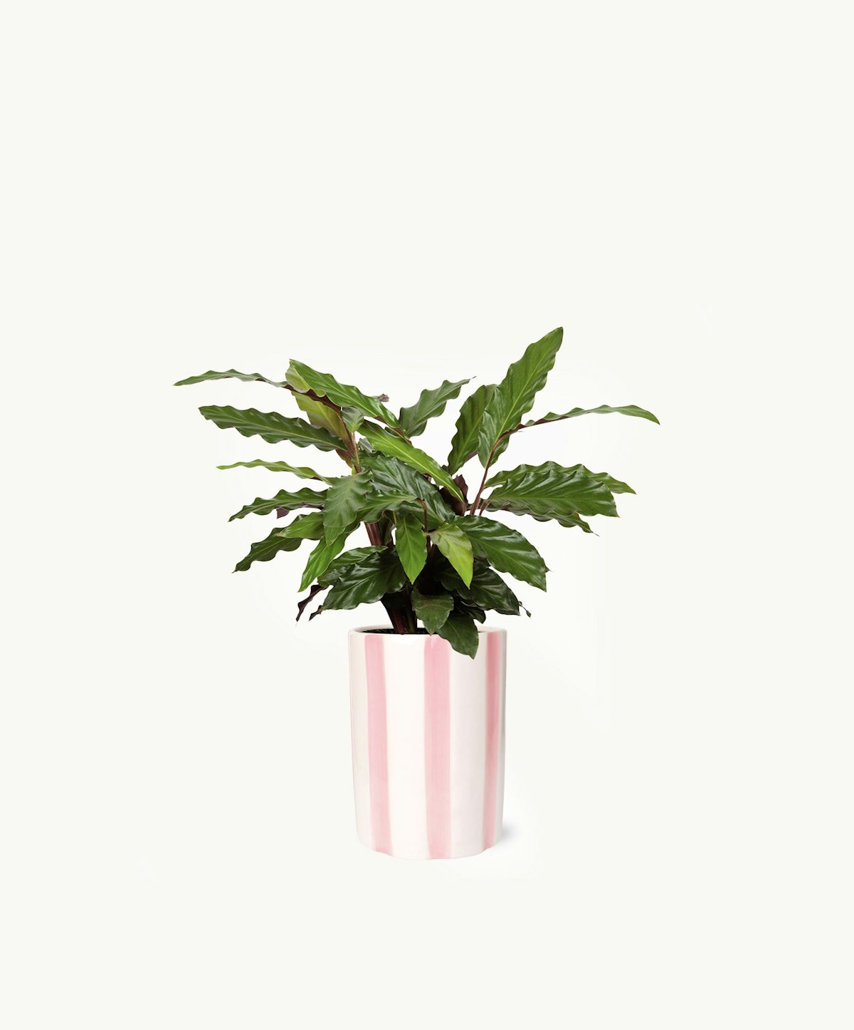 Calathea Wavestar in Pink Stripe Pot | Stylish Plants | BloomsyBox
