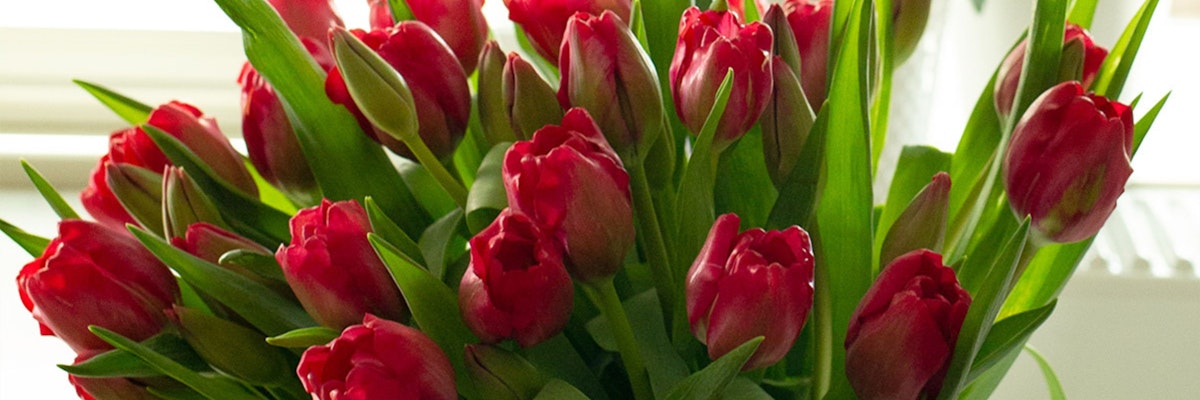 Choosing Tulip Bouquets for Every Occasion: A Complete Guide