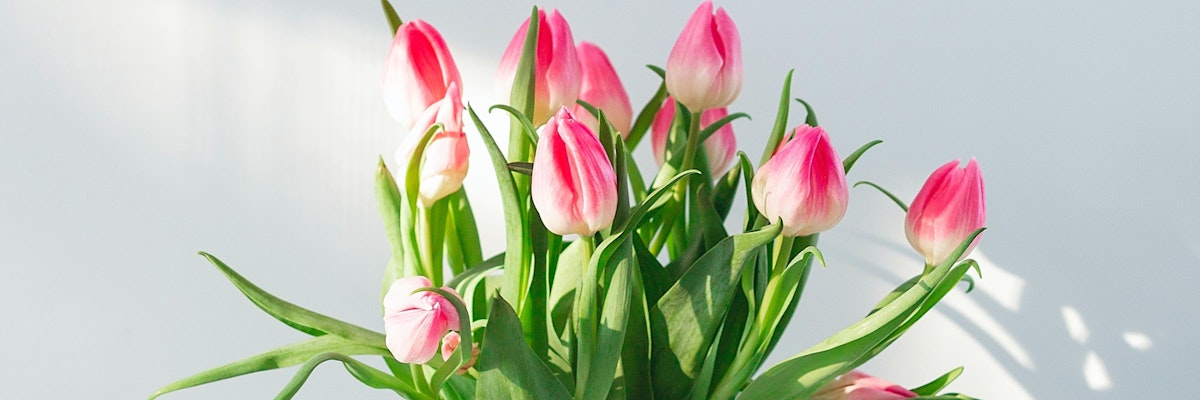 The Science Behind Tulip Colors