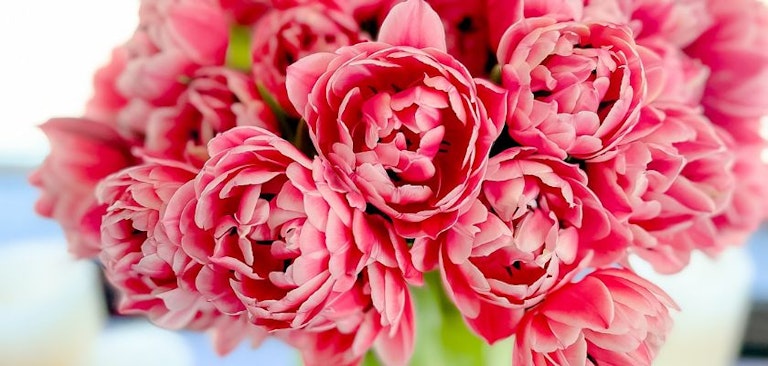 The Science Behind Tulip Colors