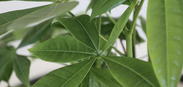 The Money Tree: Symbolism & Indoor Benefits