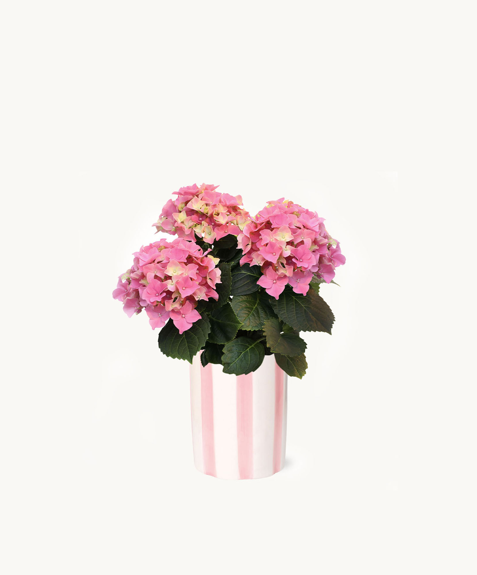 Pretty in Pink Hydrangea