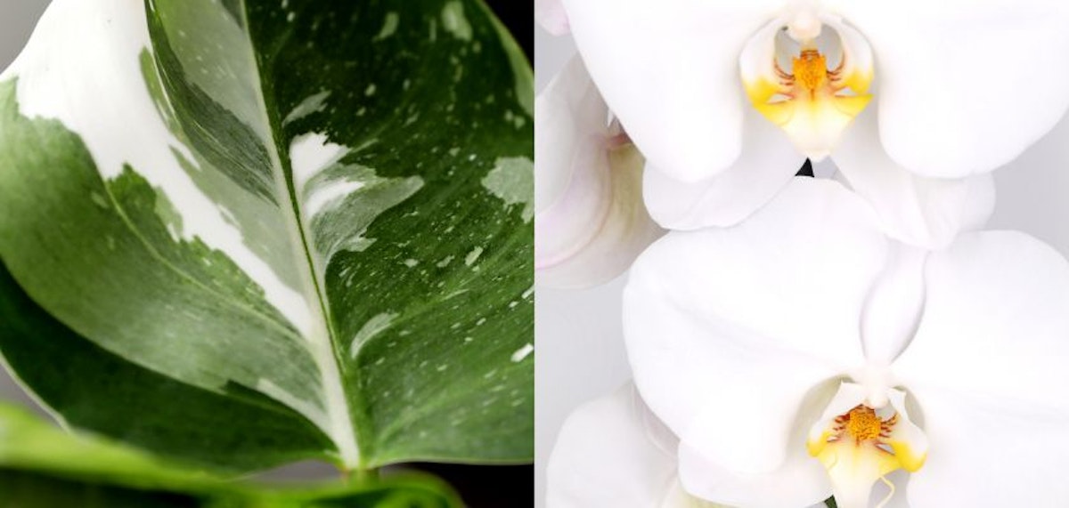 10 Winter Houseplants to Brighten Your Home