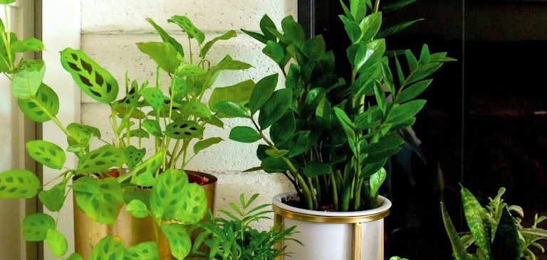 Lunar New Year Plants for Prosperity and Good Fortune