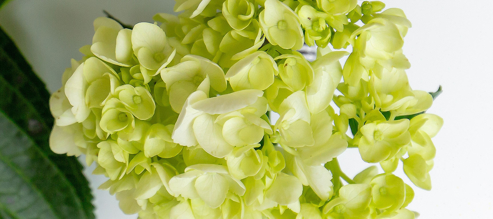 Mini Green Hydrangea
