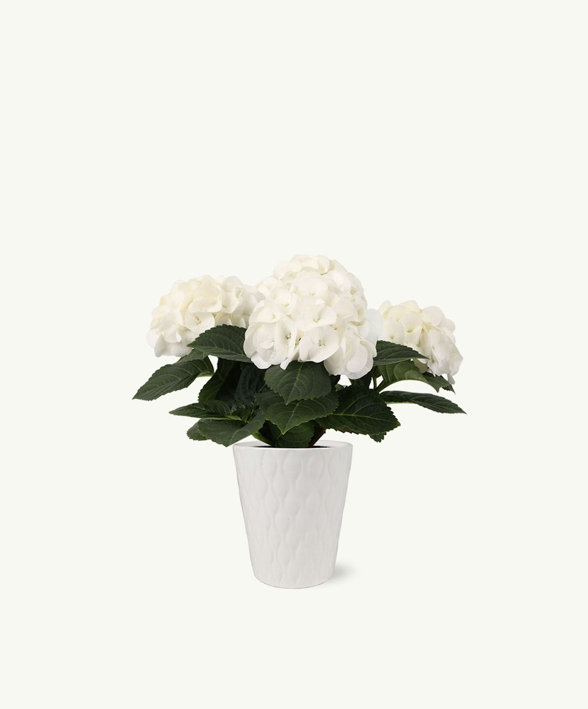 Pristine White Hydrangea Premium Floral Gift | BloomsyBox.com.com